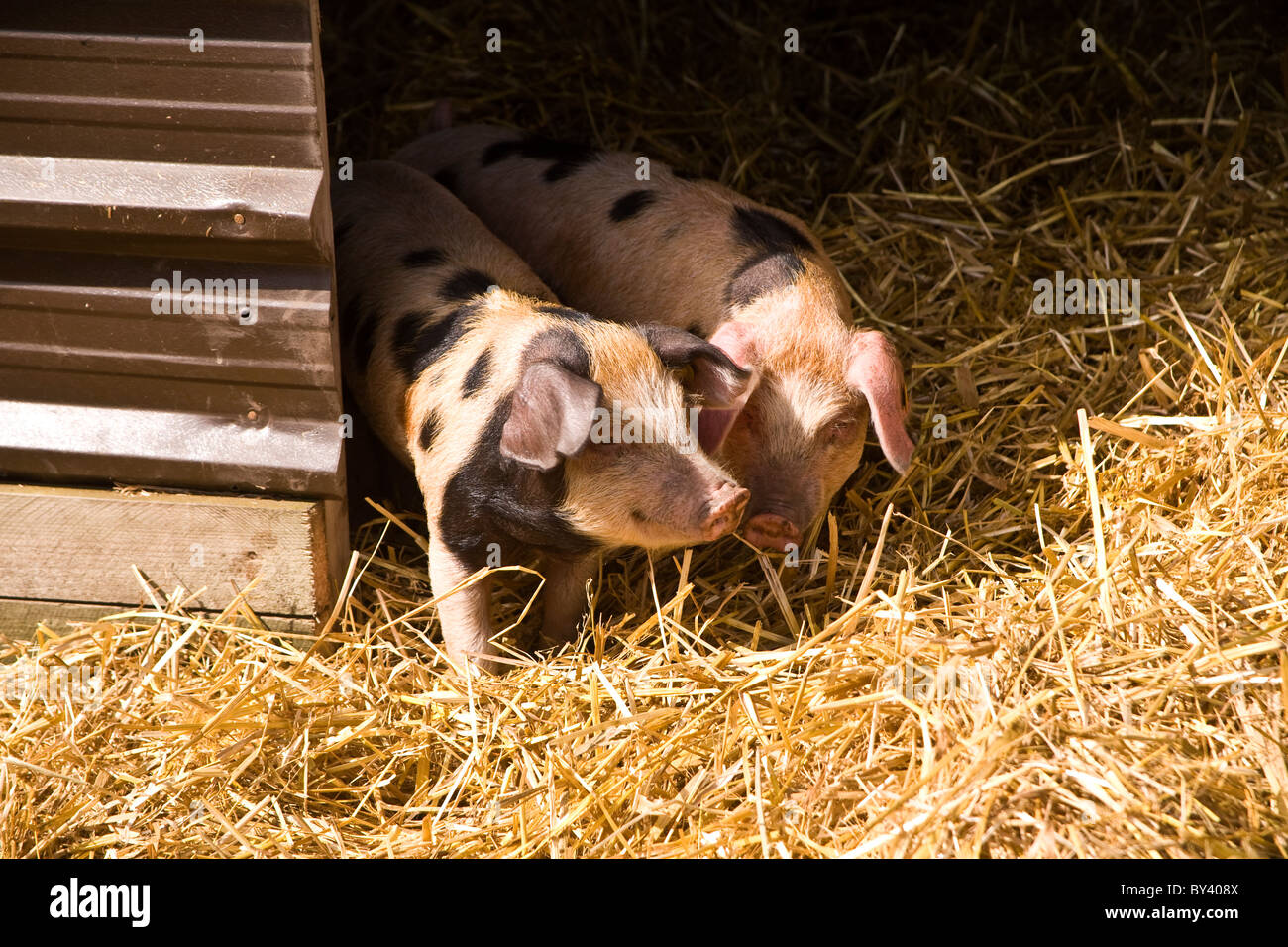 Spotted pigs hi-res stock photography and images - Alamy