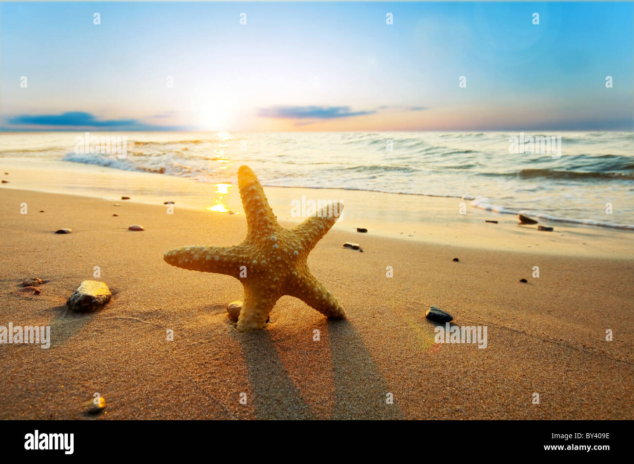 Starfish on the Beach Stock Photo - Alamy
