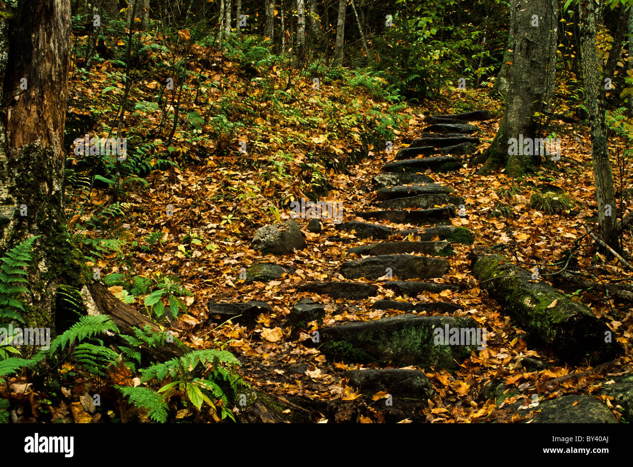 Pathway concept stepping stones through a shady woodland forest trees ...