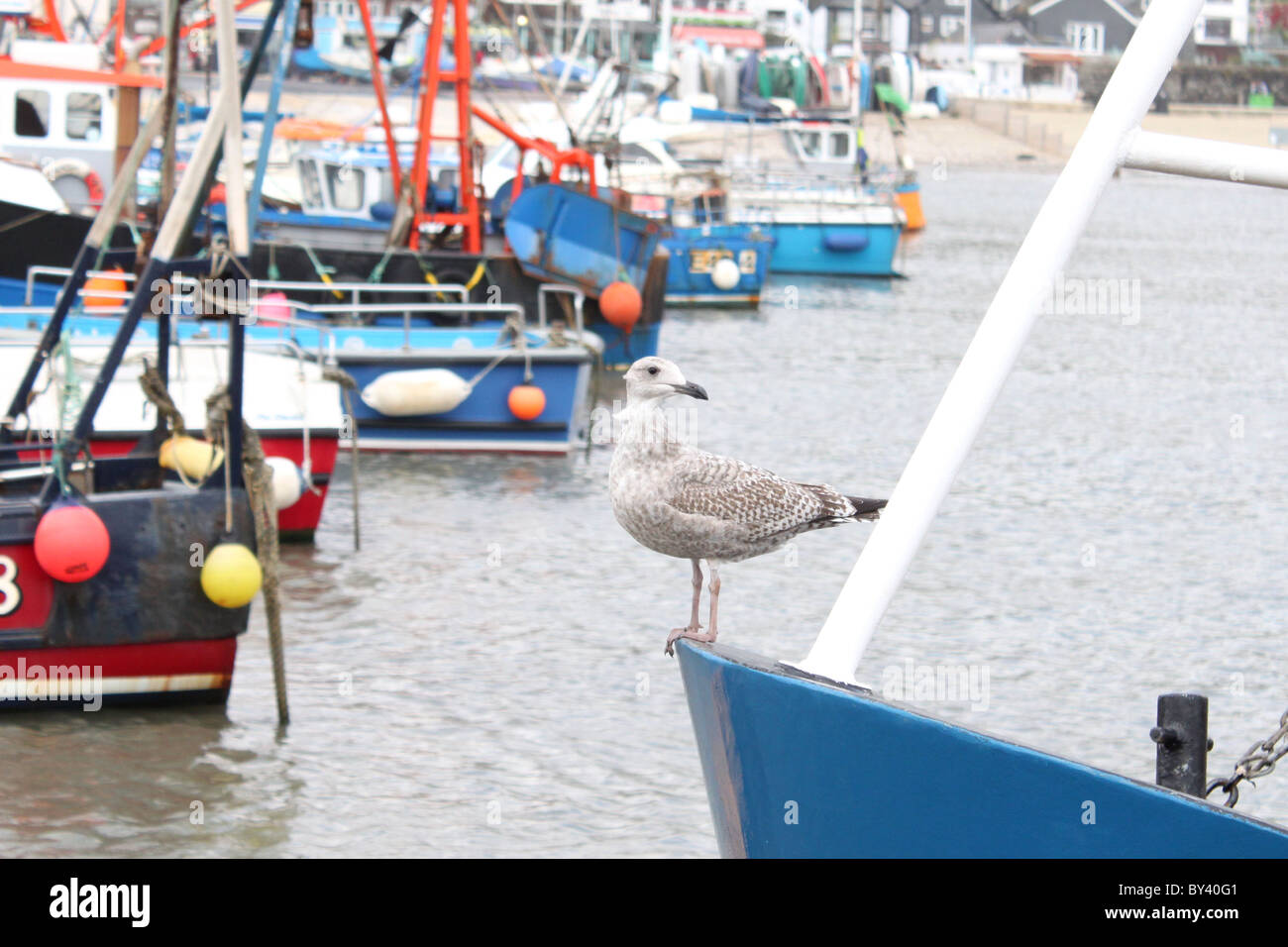 Young gulls on a boat hi-res stock photography and images - Alamy