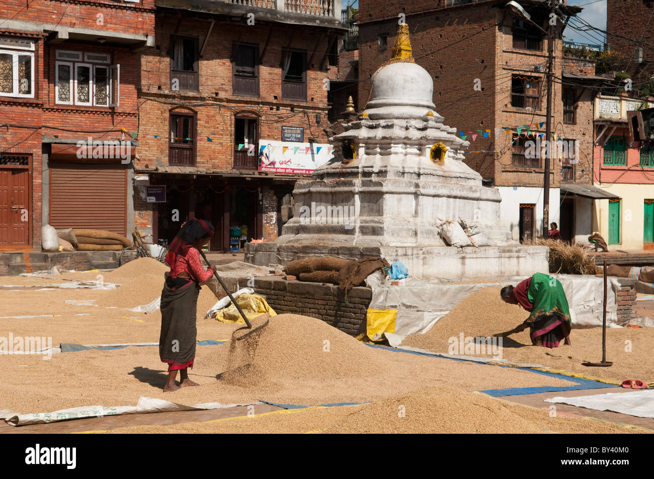 threshing rice during the autumn harvest in the old city of Bhaktapur ...