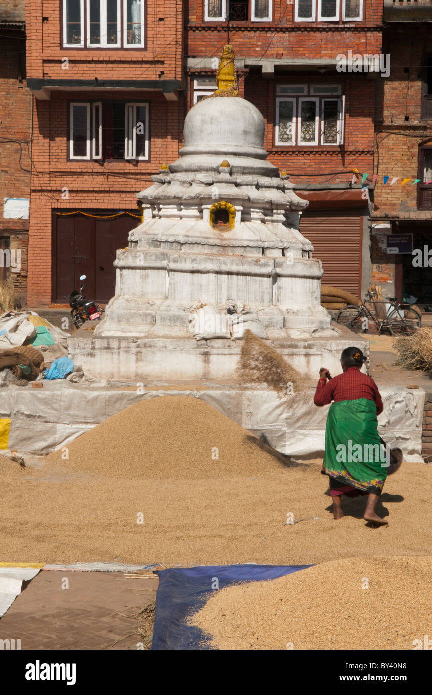 threshing rice during the autumn harvest in the old city of Bhaktapur ...
