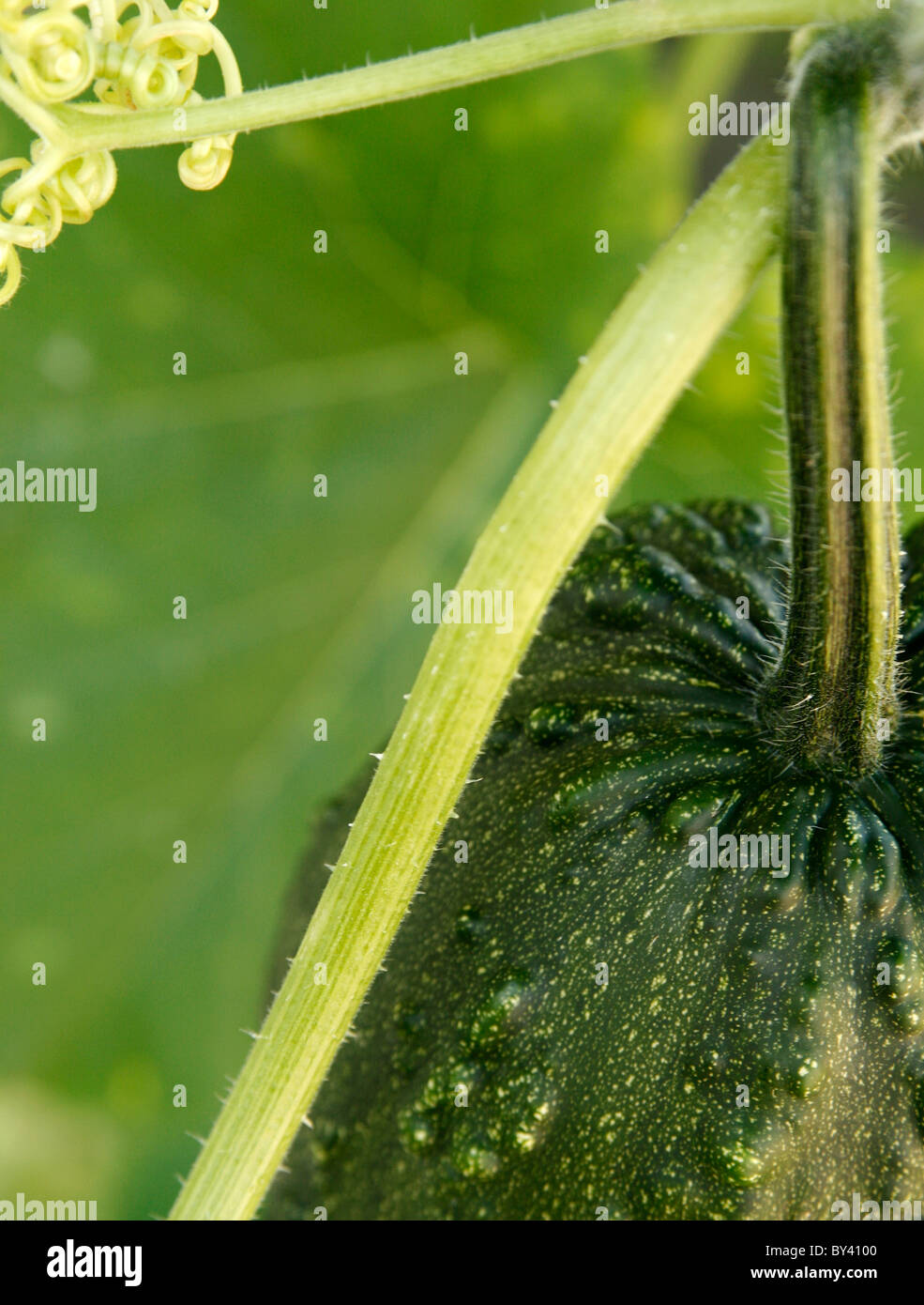 Squash hanging on the vine Stock Photo - Alamy
