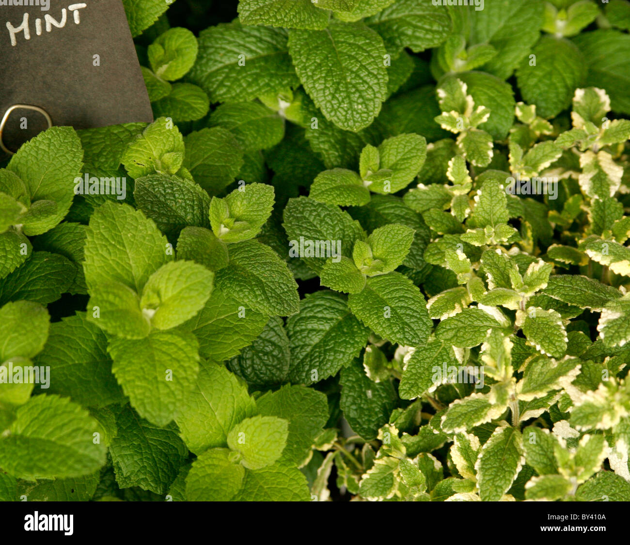 Variagated hi-res stock photography and images - Alamy