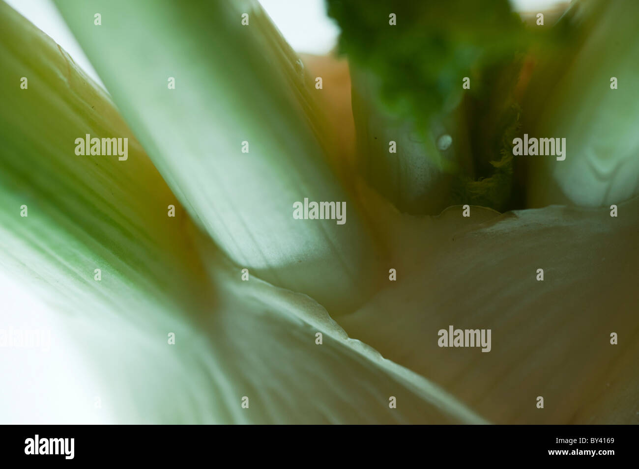 Foeniculum vulgare fennel bulb hi-res stock photography and images - Alamy