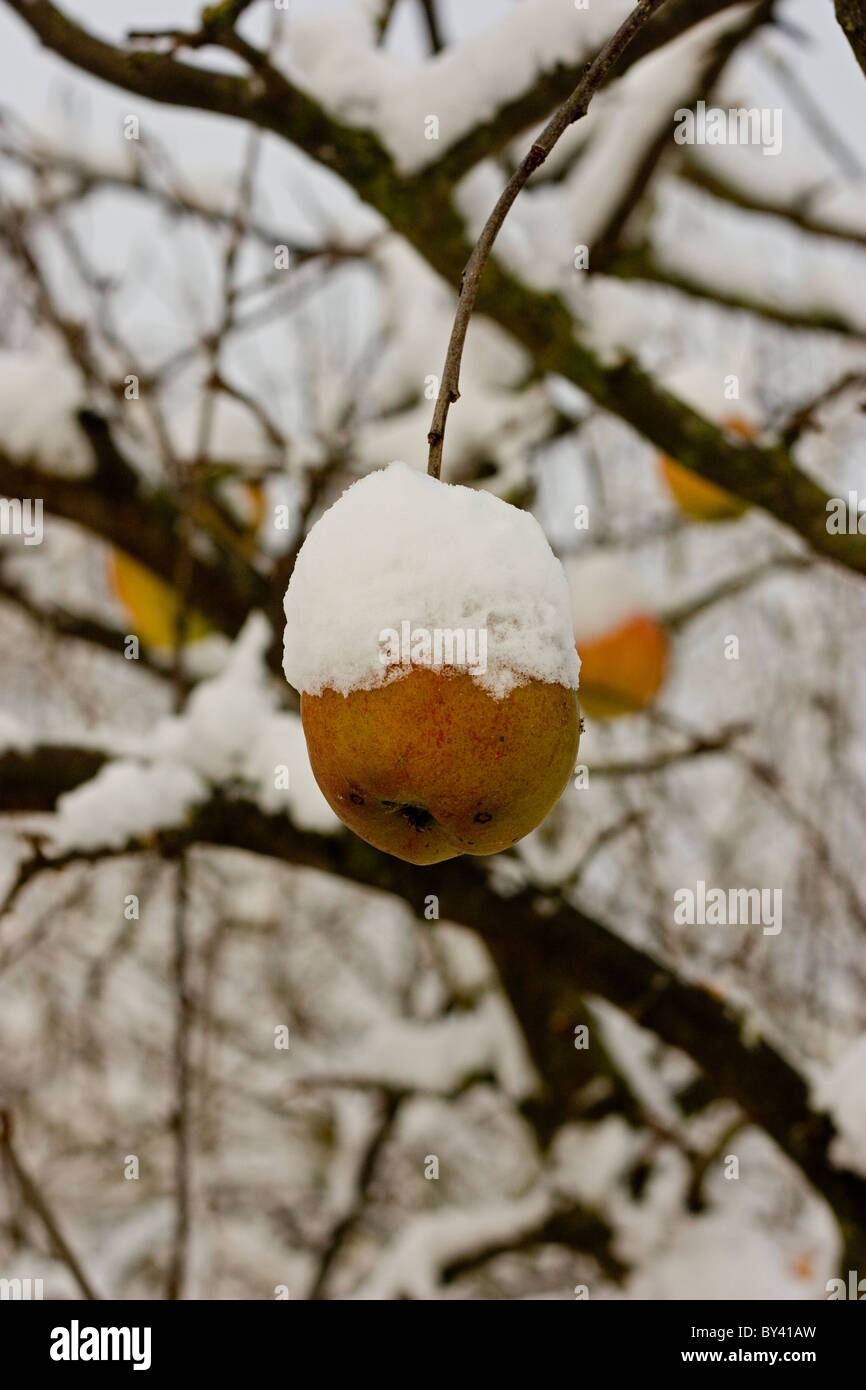Frosty orchard frosted orchard hi-res stock photography and images - Alamy