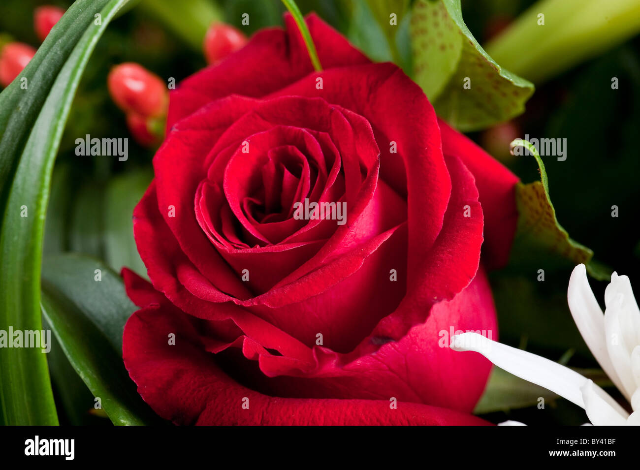 Each with posies of roses hi-res stock photography and images - Alamy