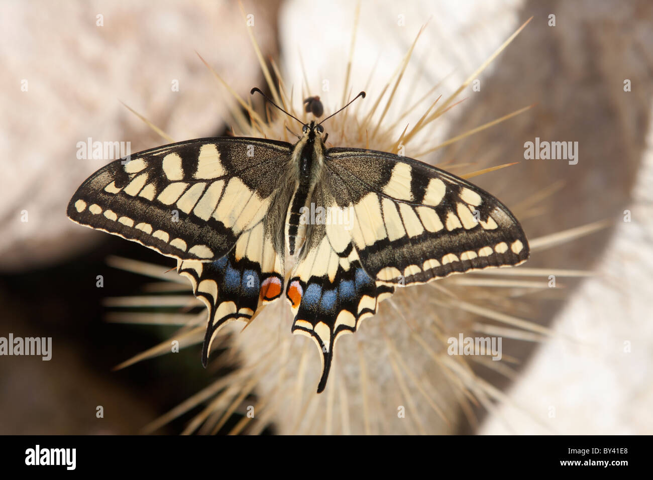Swallowtail Butterfly - Papilio Machaon Stock Photo - Alamy