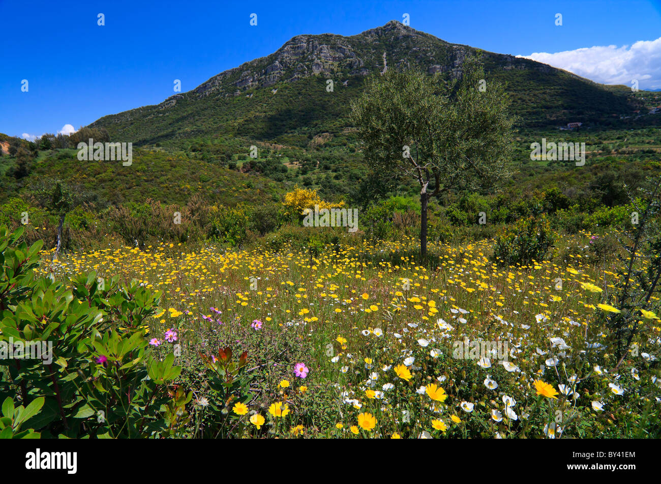 Landscape with mountain and green plants and flowers Stock Photo - Alamy