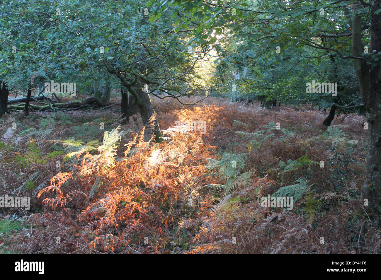 Ray of sun on New Forest bracken Stock Photo - Alamy