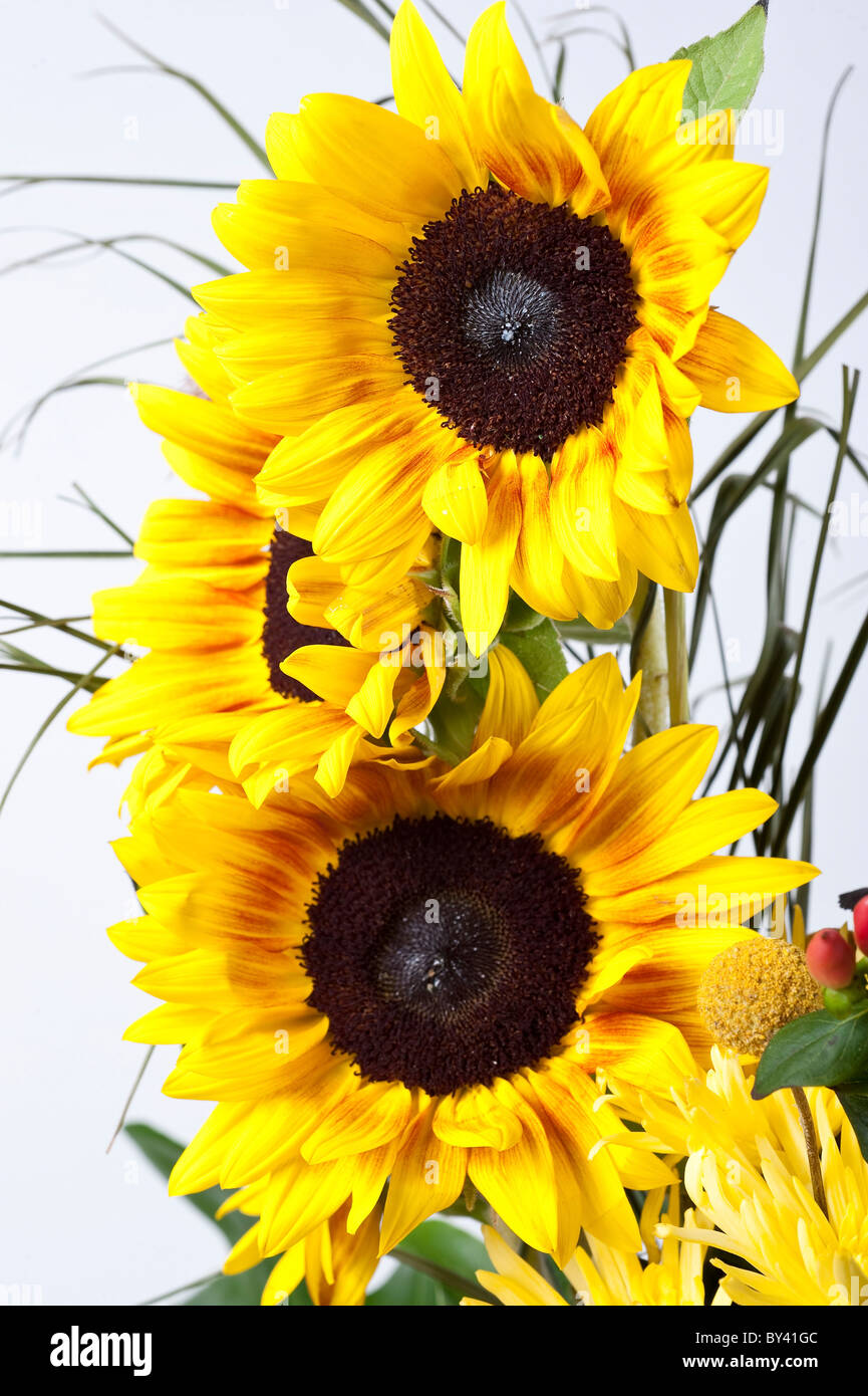 Sunflower bouquet hi-res stock photography and images - Alamy