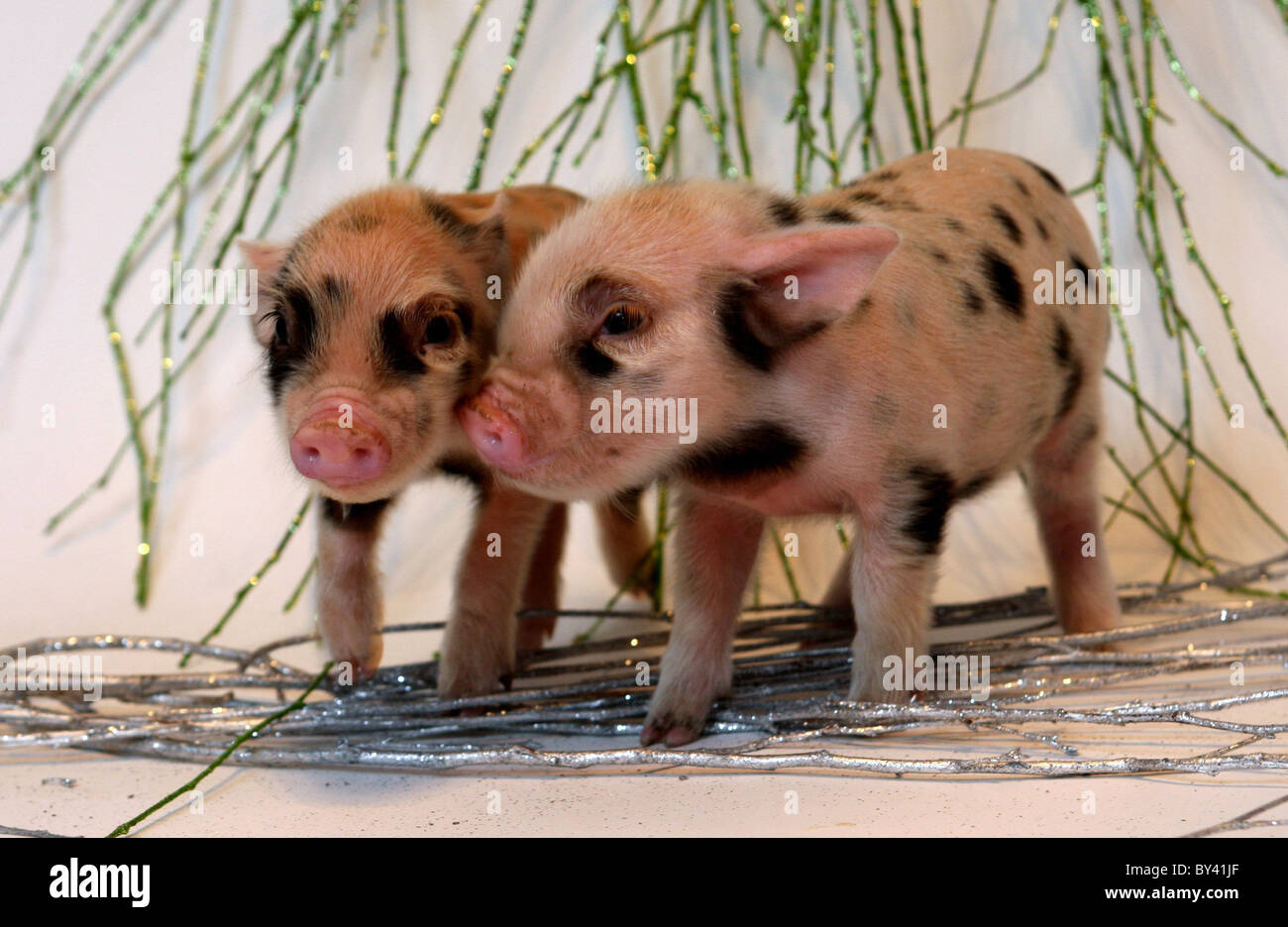 Micro pig hi-res stock photography and images - Alamy