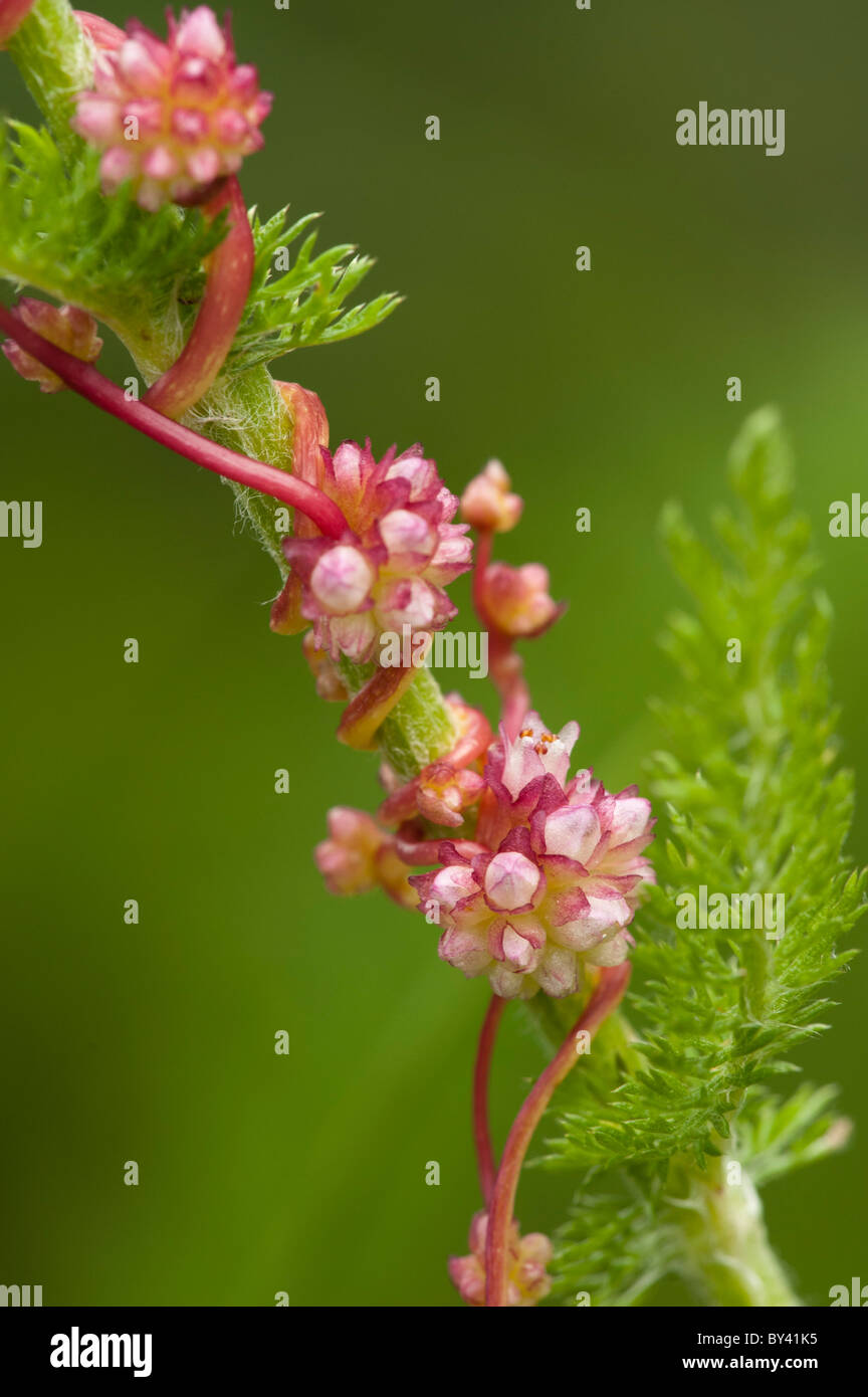Common Dodder (Cuscuta epithymum Stock Photo - Alamy