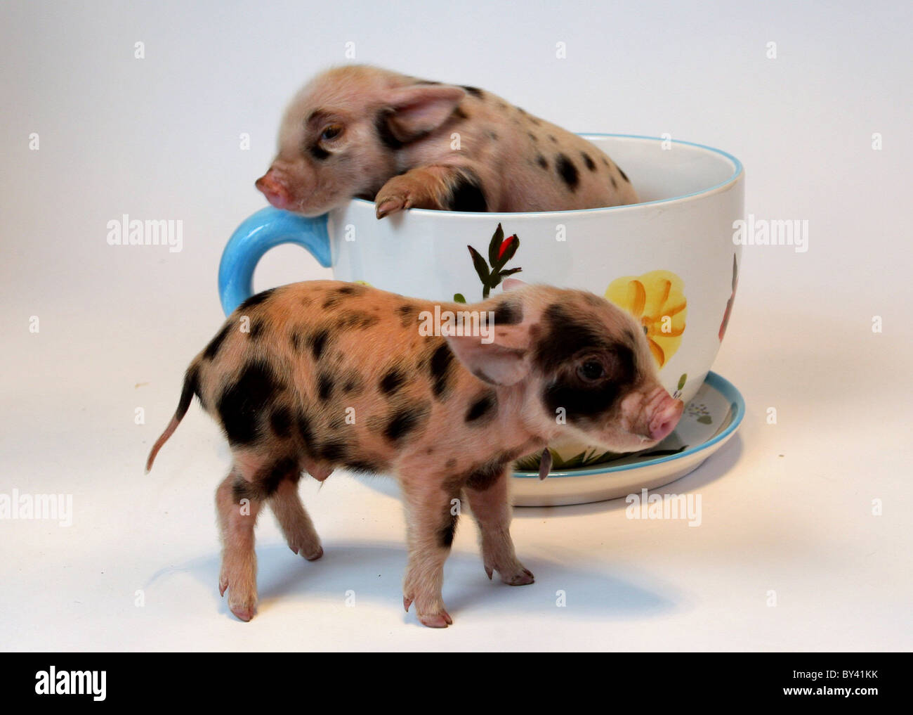 Teacup pig hi-res stock photography and images - Alamy