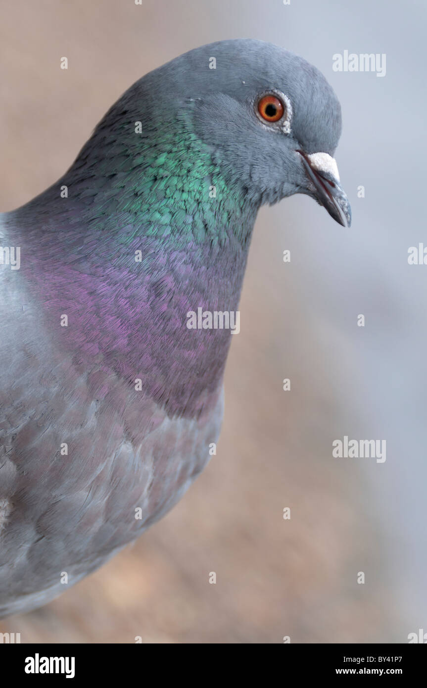 Domestic pigeon profile hi-res stock photography and images - Alamy