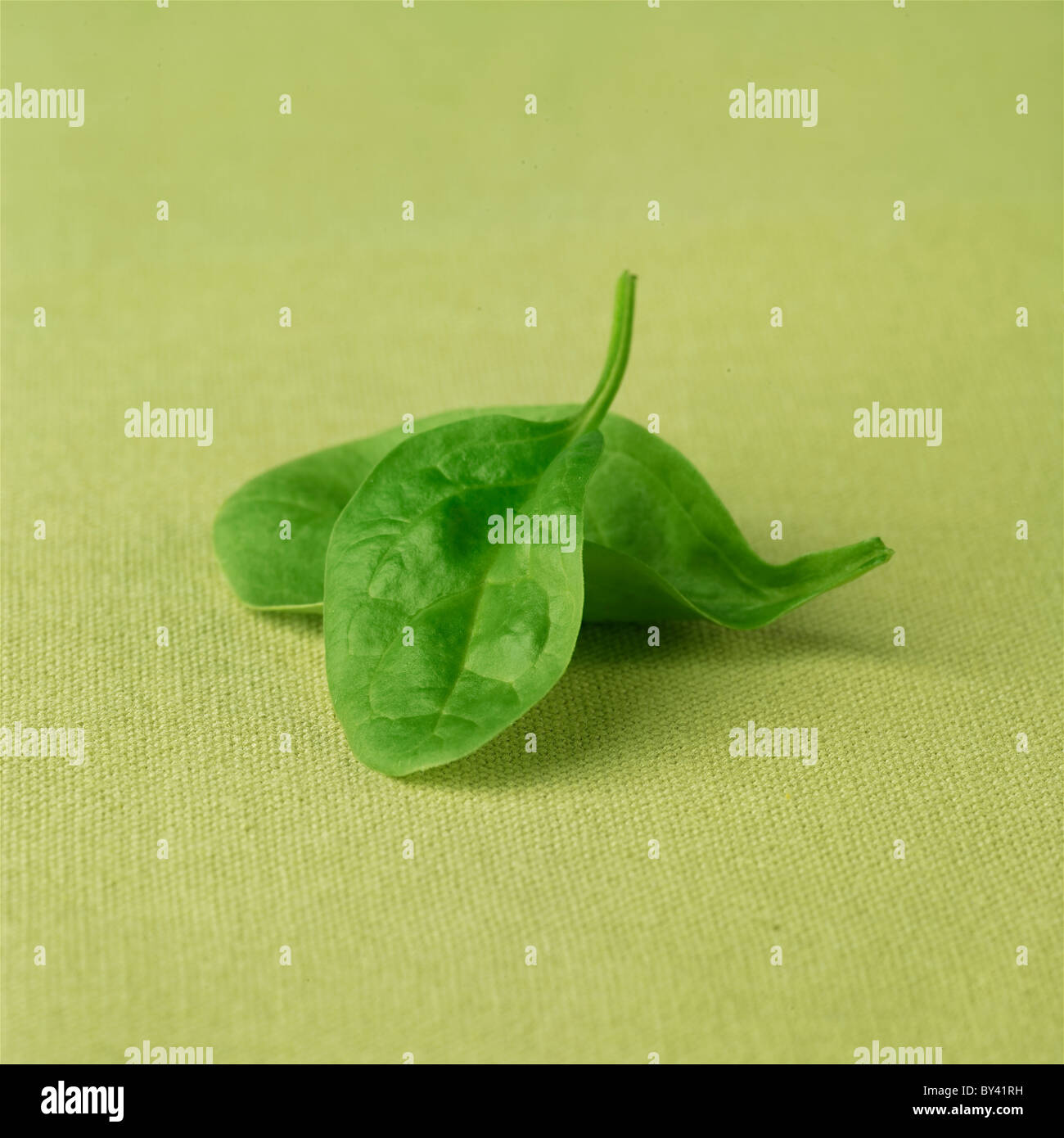 Baby leaf spinach cut out hi-res stock photography and images - Alamy