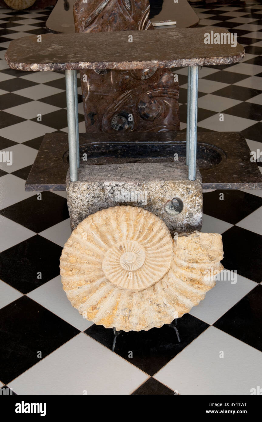 A fossil of the Chambered Nautilus displayed at the Macro Fossile ...
