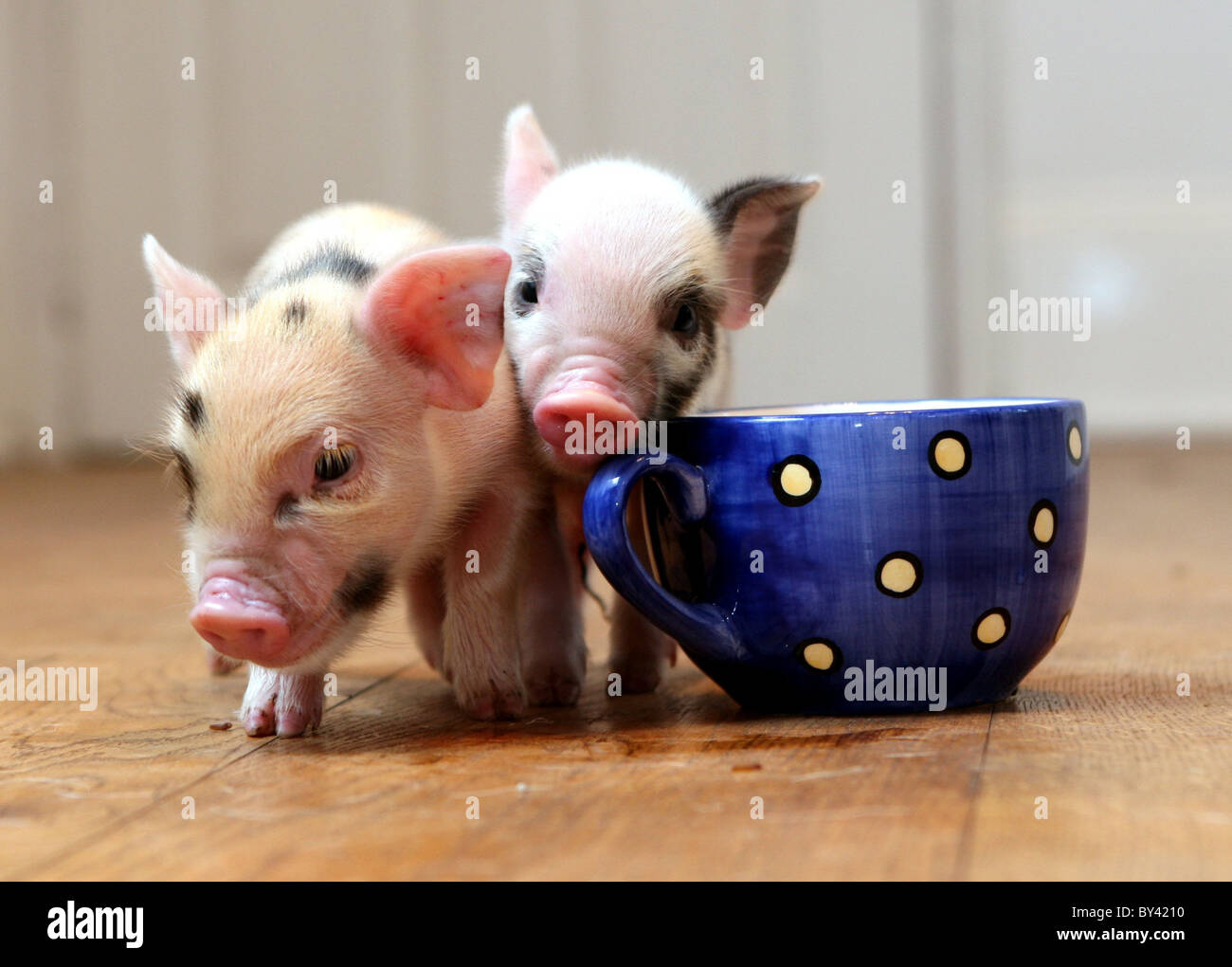 Micro Cerdo Micro' Pig Grows To 25 Stone And Takes Over Its Owners'