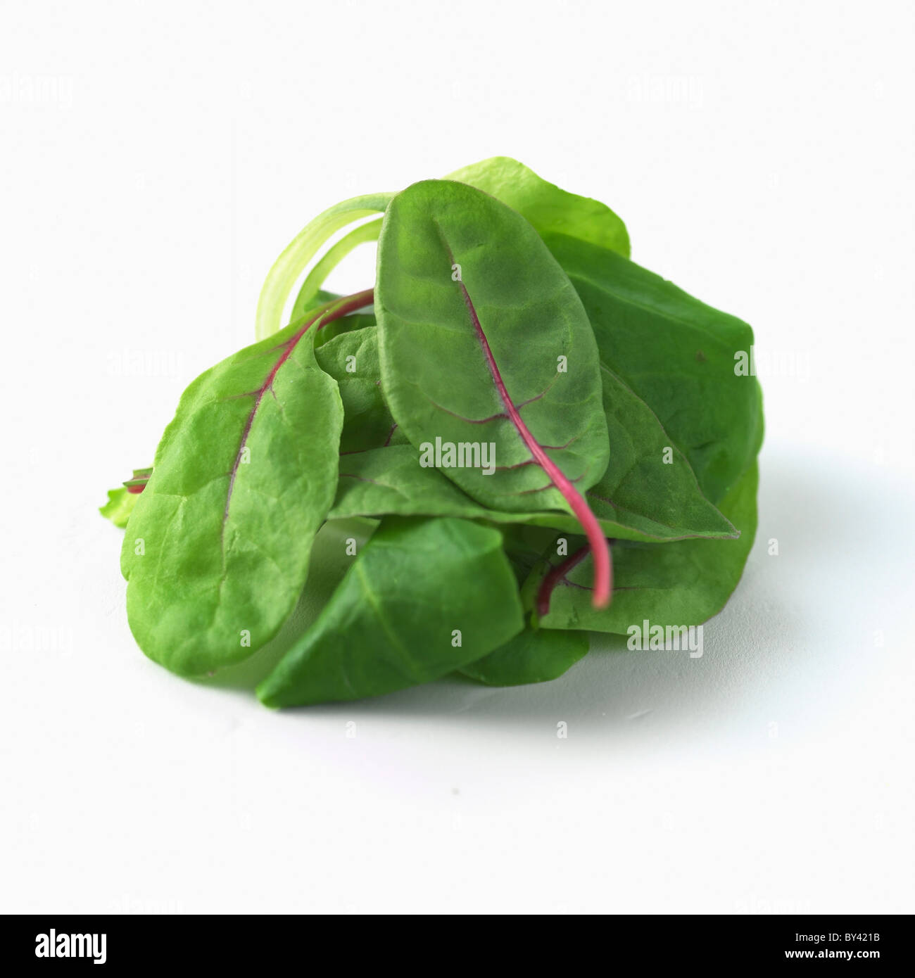 Baby salad leaves Stock Photo - Alamy