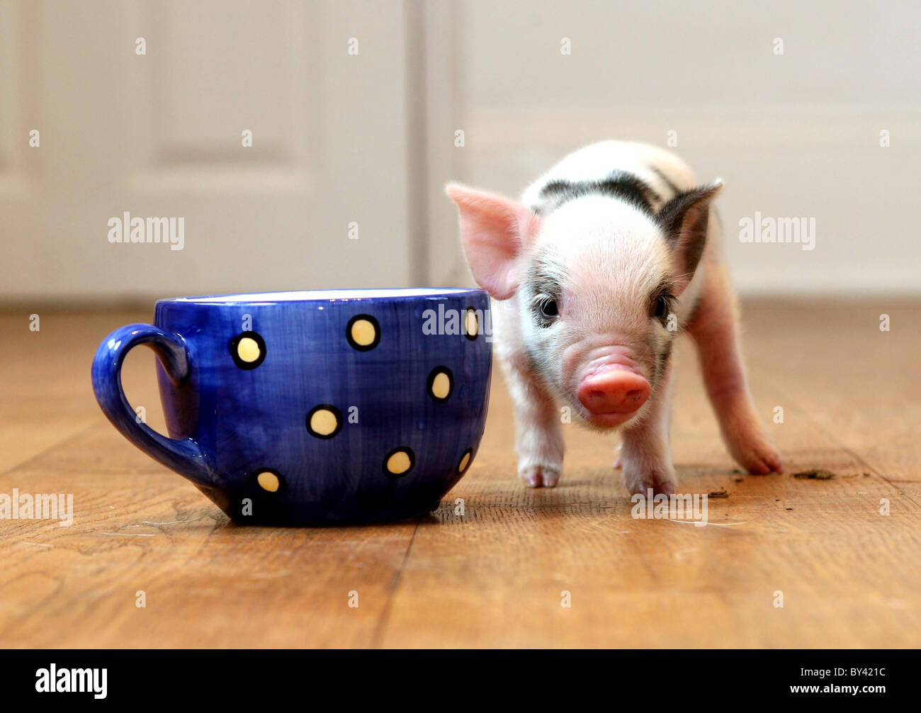 Micro pigs hi-res stock photography and images - Alamy