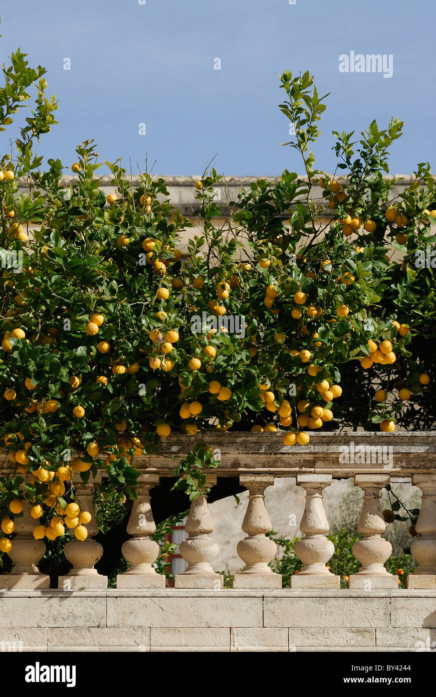 Siracusa. Sicily. Italy. Isola di Ortigia. Lemon tree, Piazza del Duomo ...