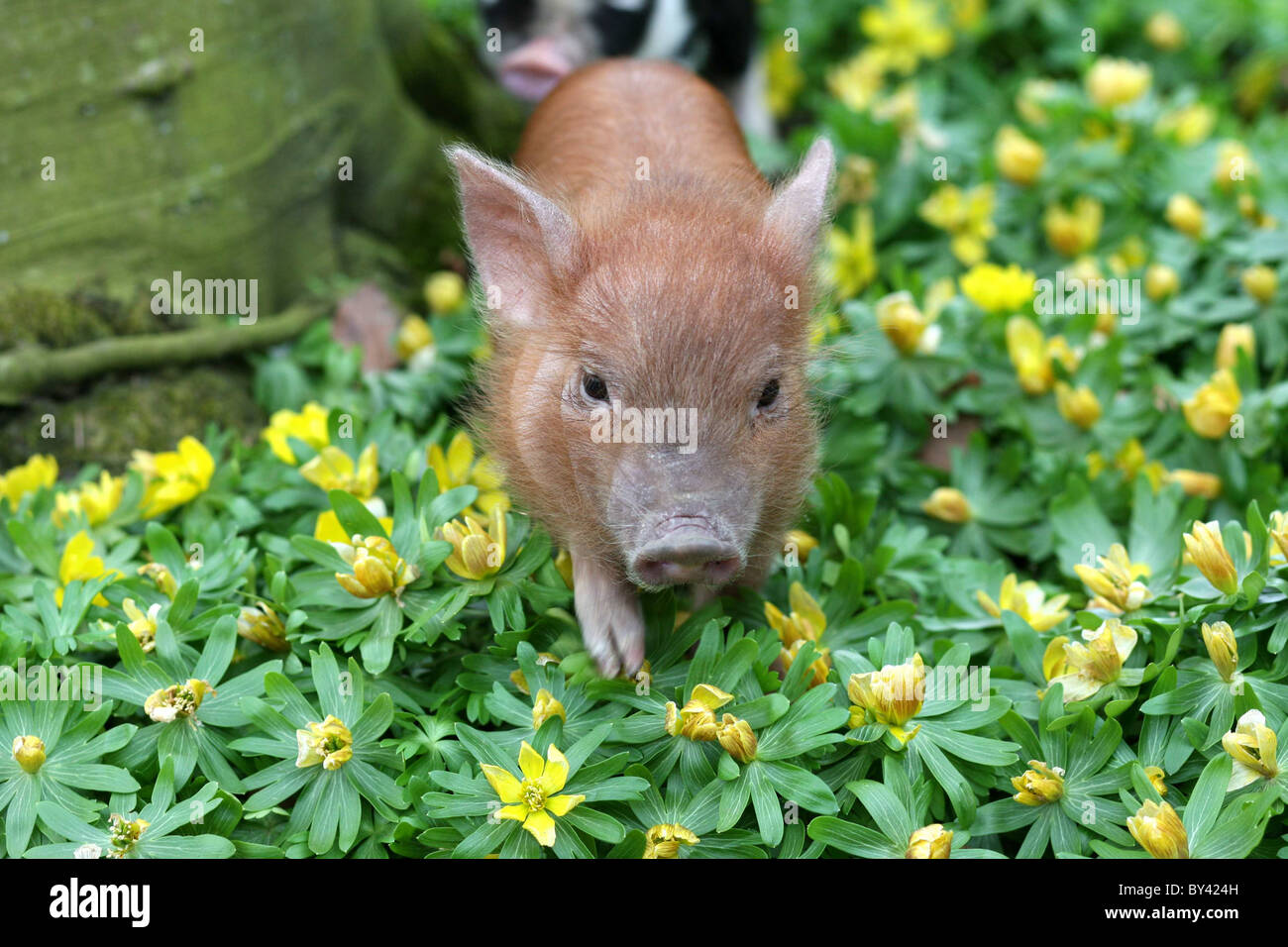 Micro pigs hi-res stock photography and images - Alamy
