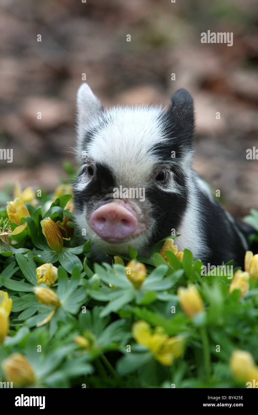 Micro pig hi-res stock photography and images - Alamy