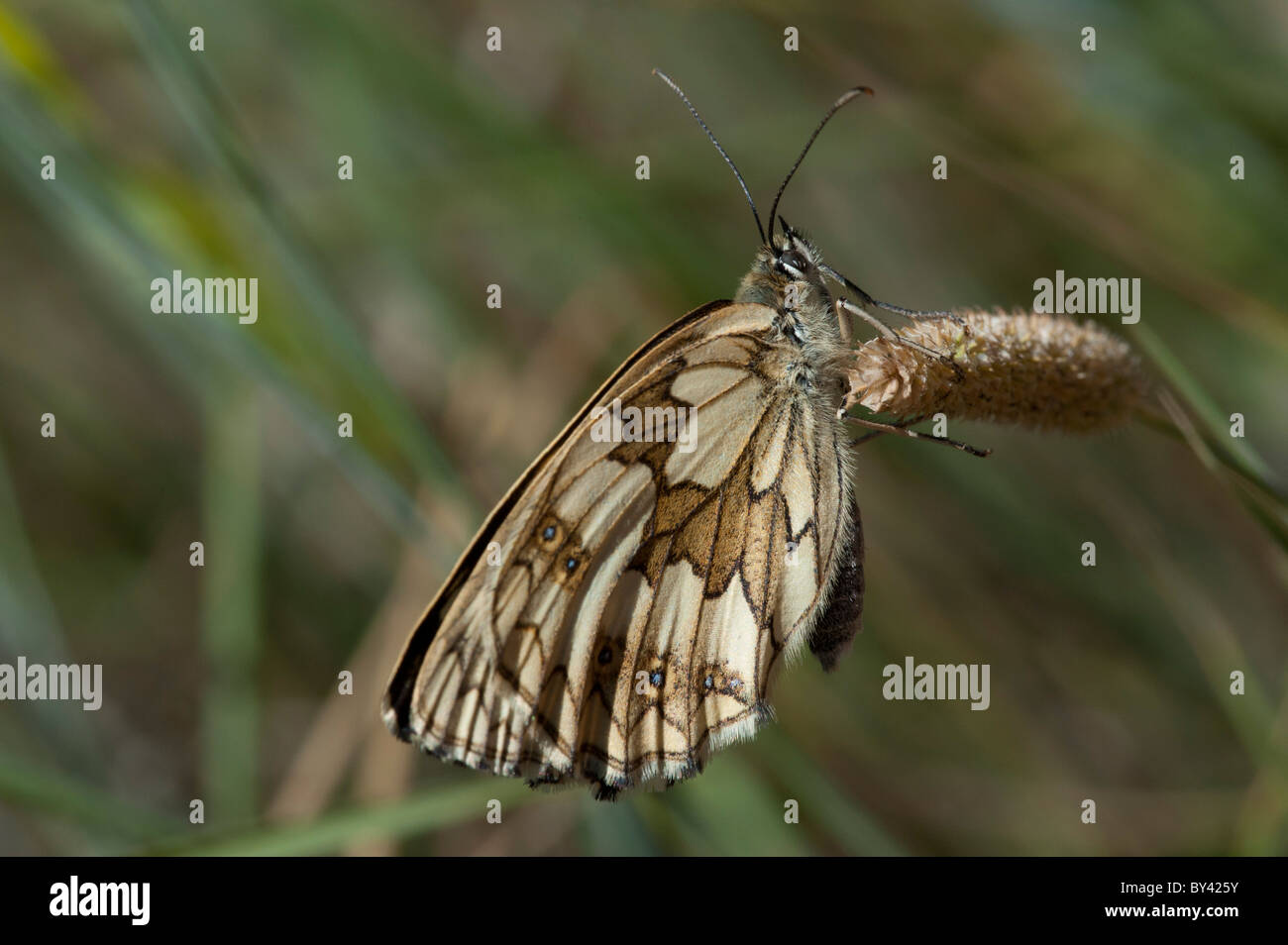 Marbled White butterfly (Melanargia galathea), female Stock Photo - Alamy