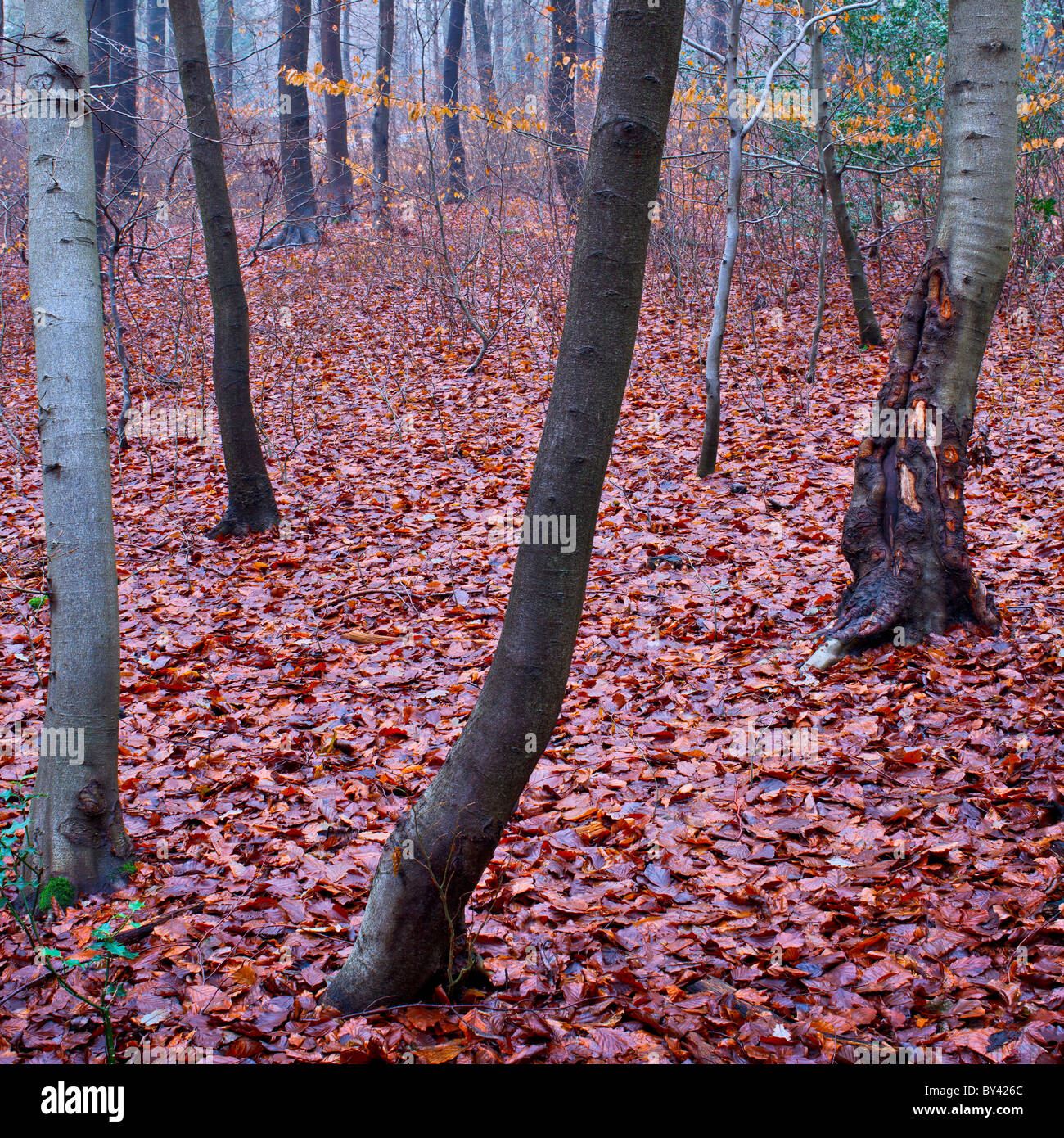 Bradenham walks hi-res stock photography and images - Alamy