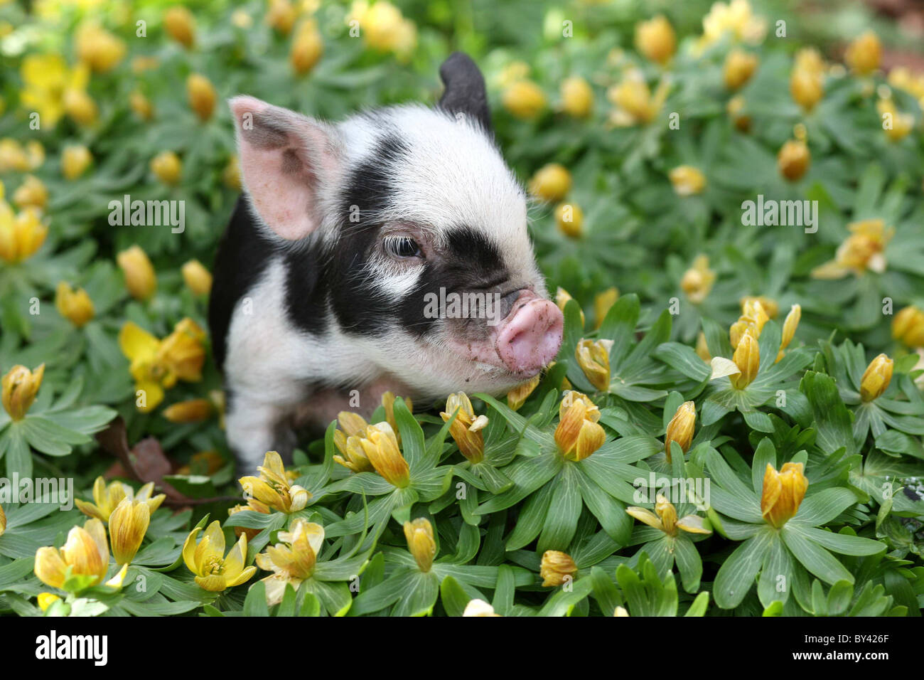Micro pig hi-res stock photography and images - Alamy