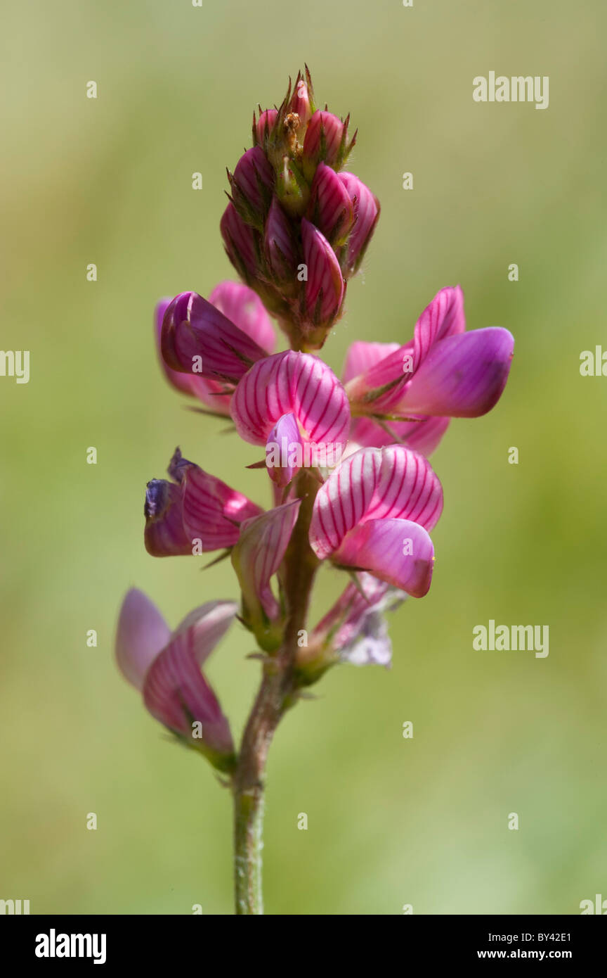 Sainfoin hi-res stock photography and images - Alamy