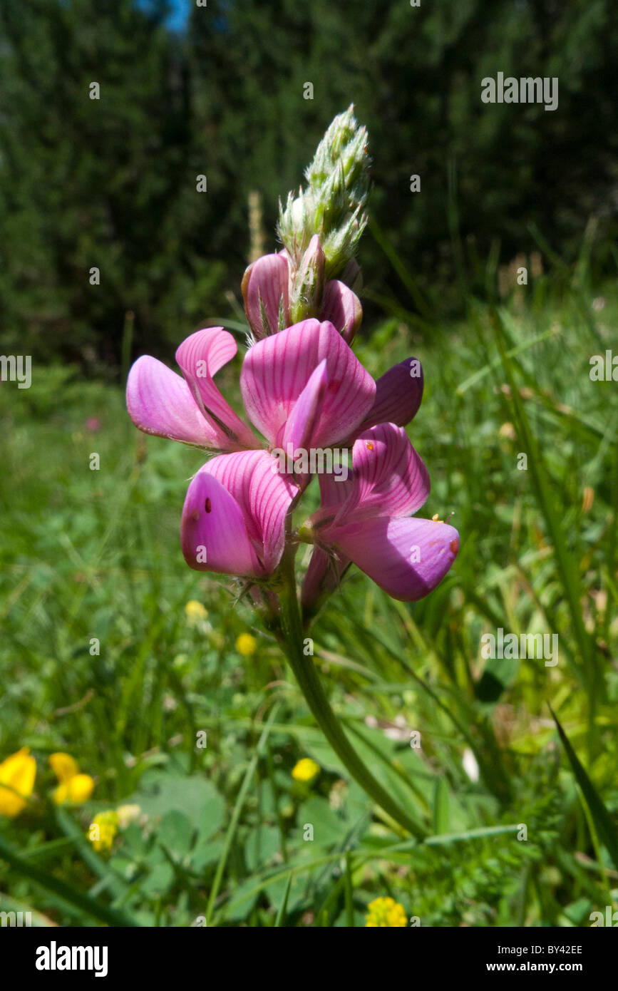 Sainfoin hi-res stock photography and images - Alamy