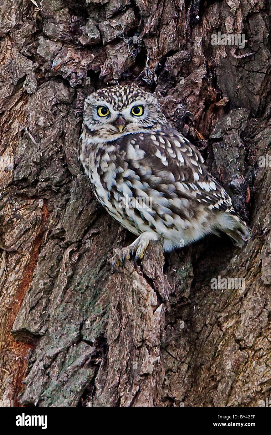 Little Owl sitting in full view on side of tree Stock Photo - Alamy