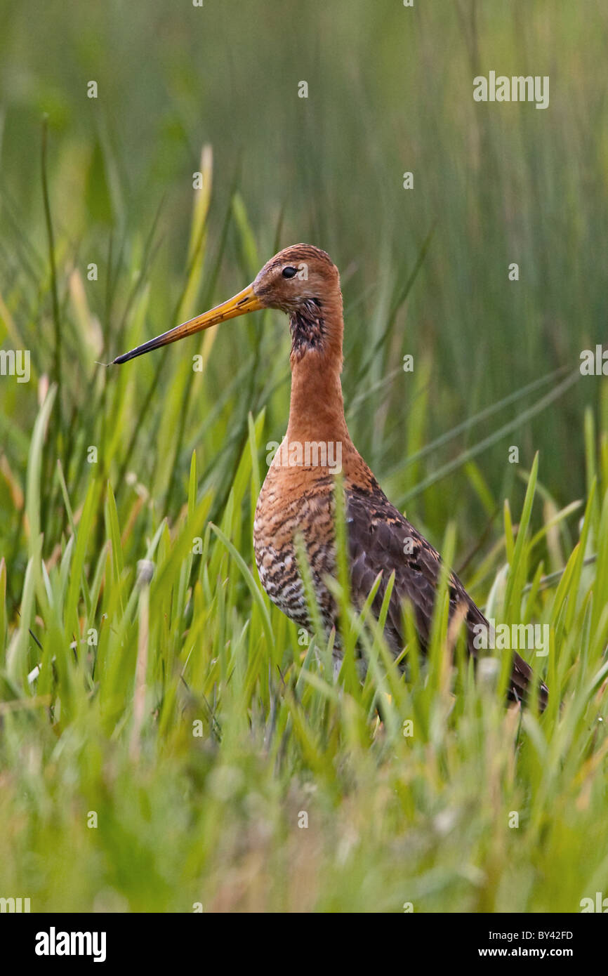 Black tailed godwit uk hi-res stock photography and images - Alamy