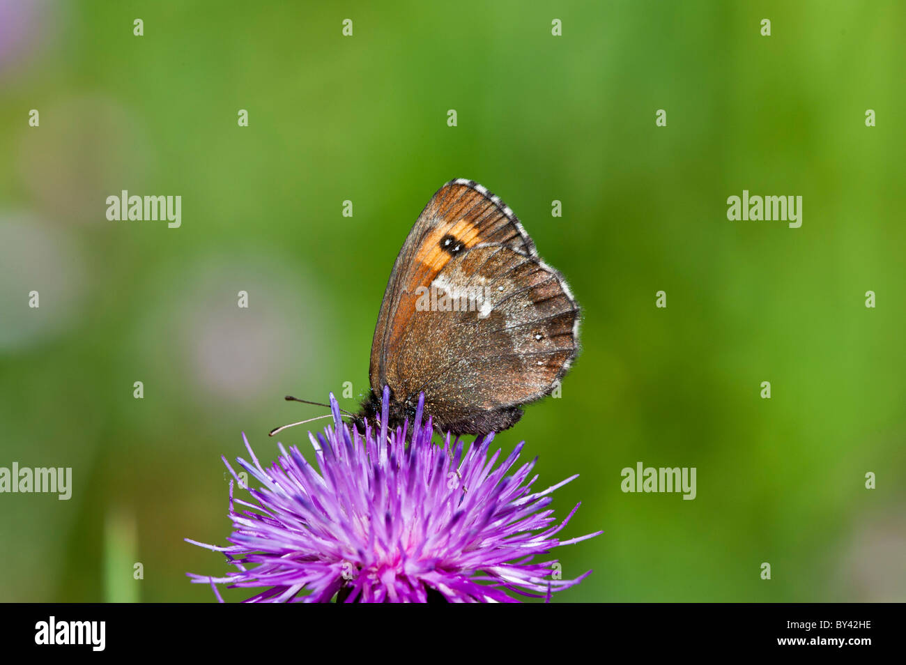 Spotted knapweed hi-res stock photography and images - Alamy