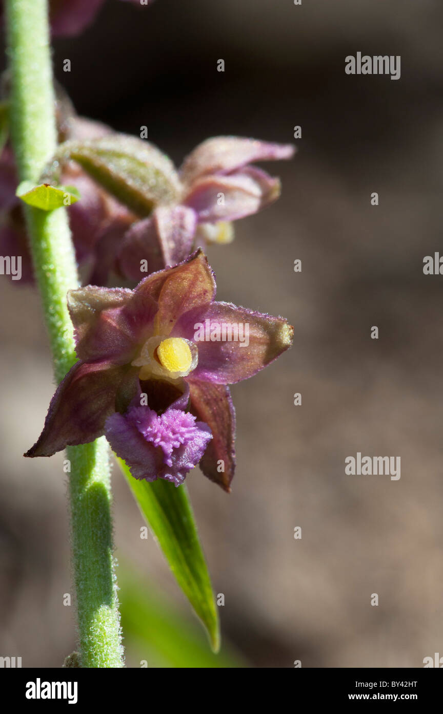 Dark Red Helleborine (Epipactis atrorubens), flower detail Stock Photo ...