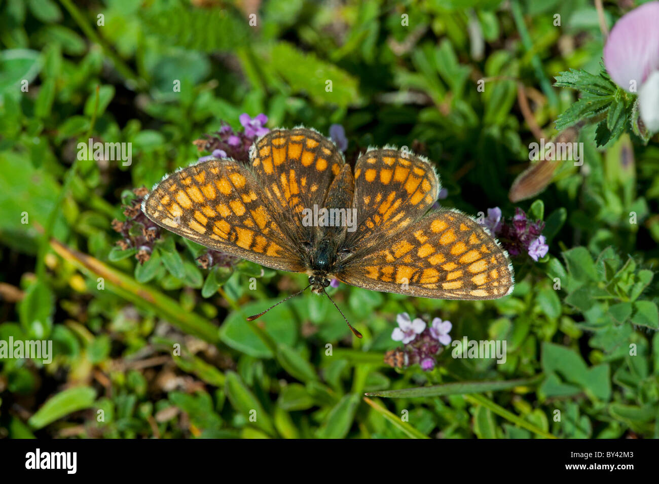Heath Fritillary butterfly (Mellicta athalia Stock Photo - Alamy