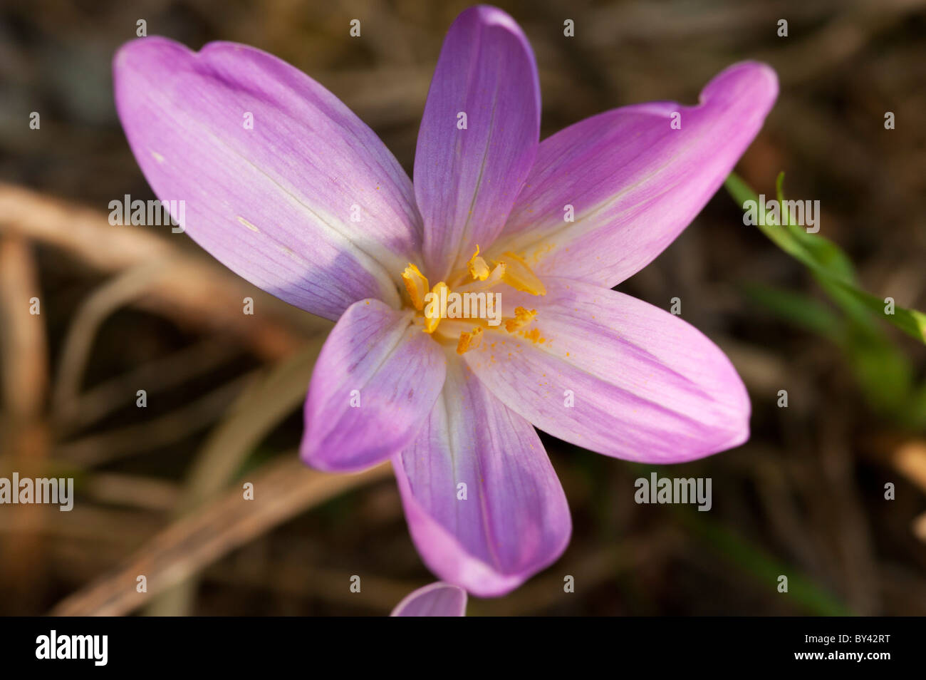 Meadow Saffron (Colchium autumnale), flower Stock Photo - Alamy