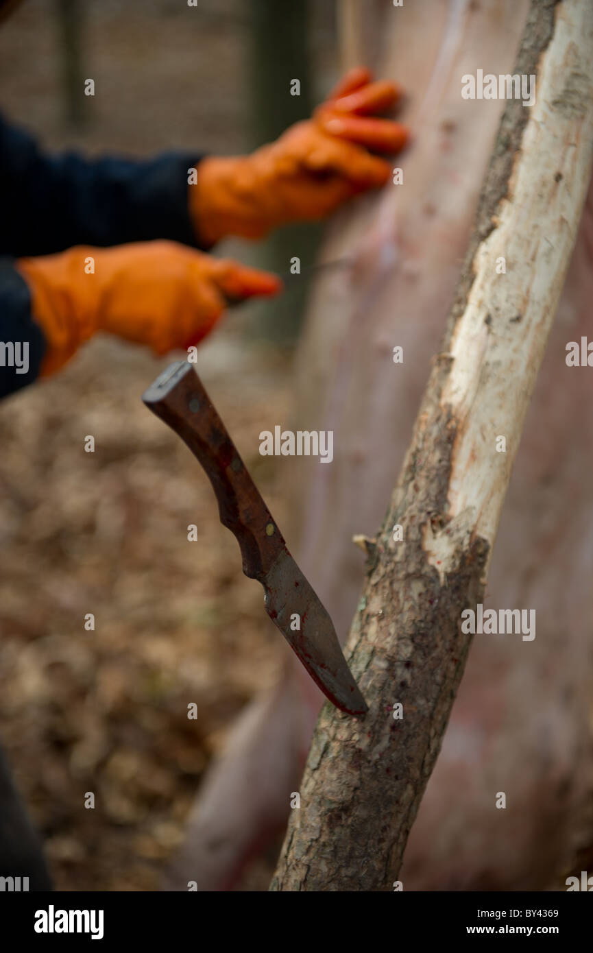 Pig butchering process Stock Photo - Alamy