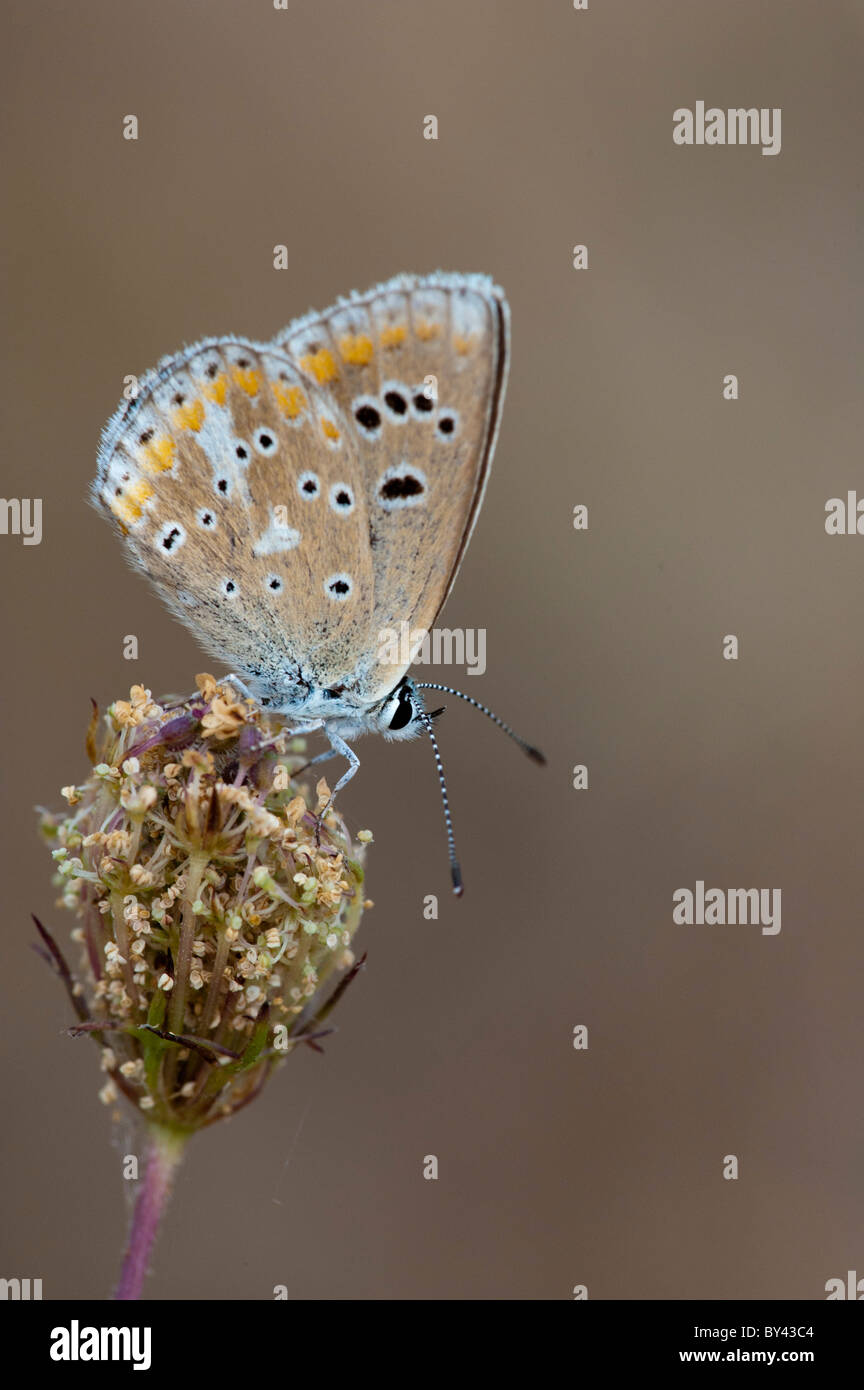 Turquoise blue butterfly hi-res stock photography and images - Alamy