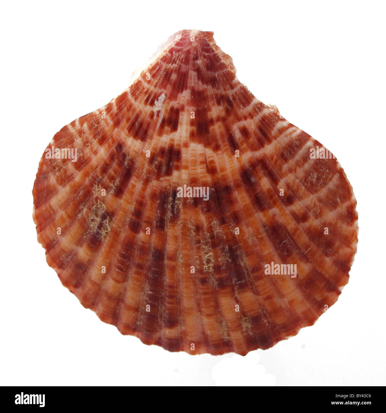Sea shell on a plain white background Stock Photo - Alamy
