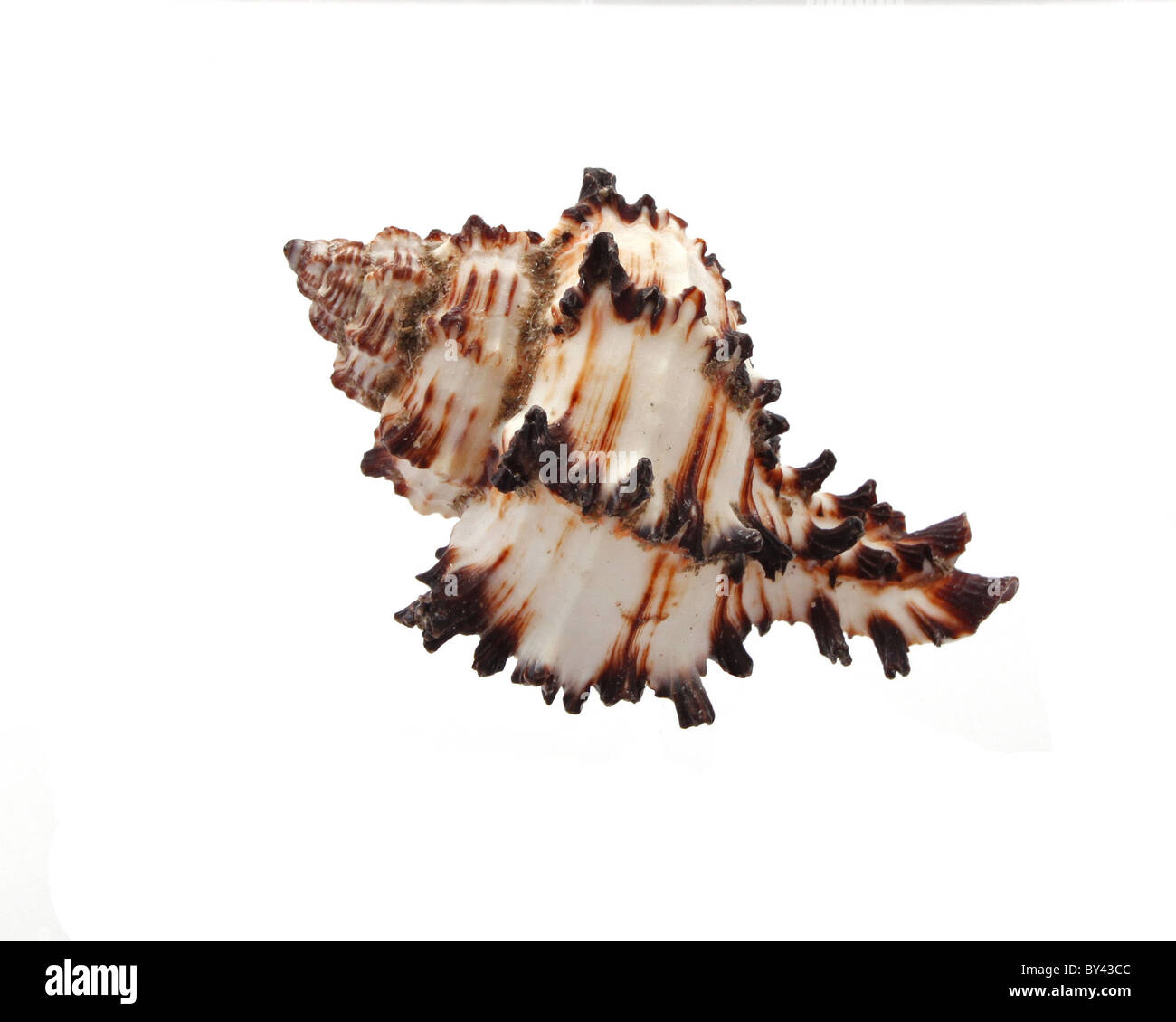 Sea shell on a plain white background Stock Photo - Alamy