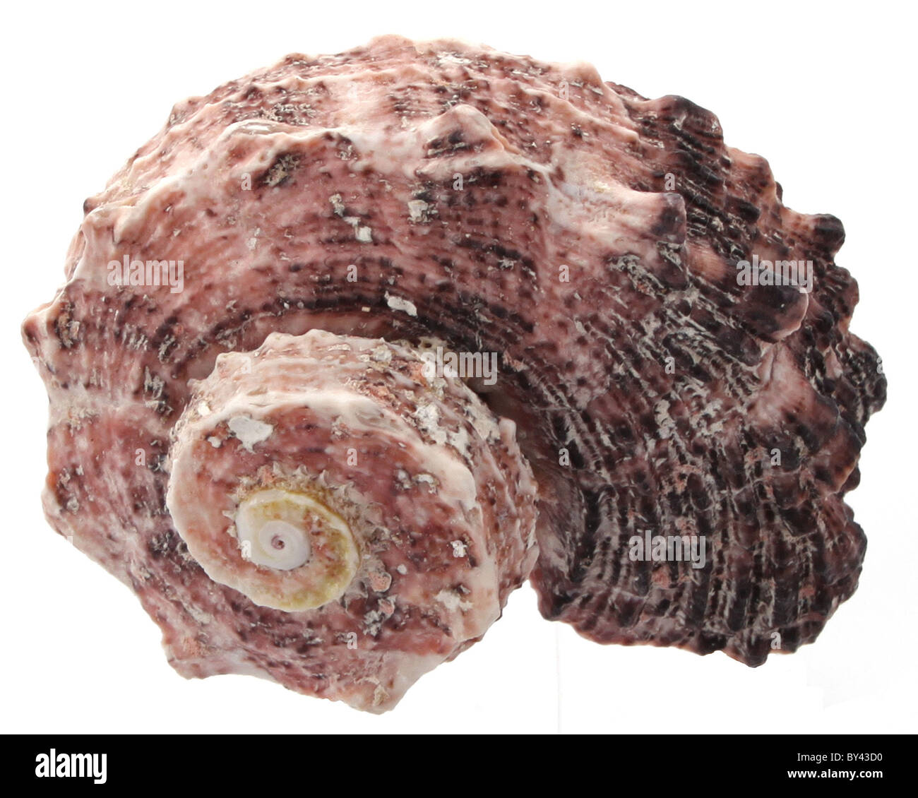 Seashells on white Cut Out Stock Images & Pictures - Alamy