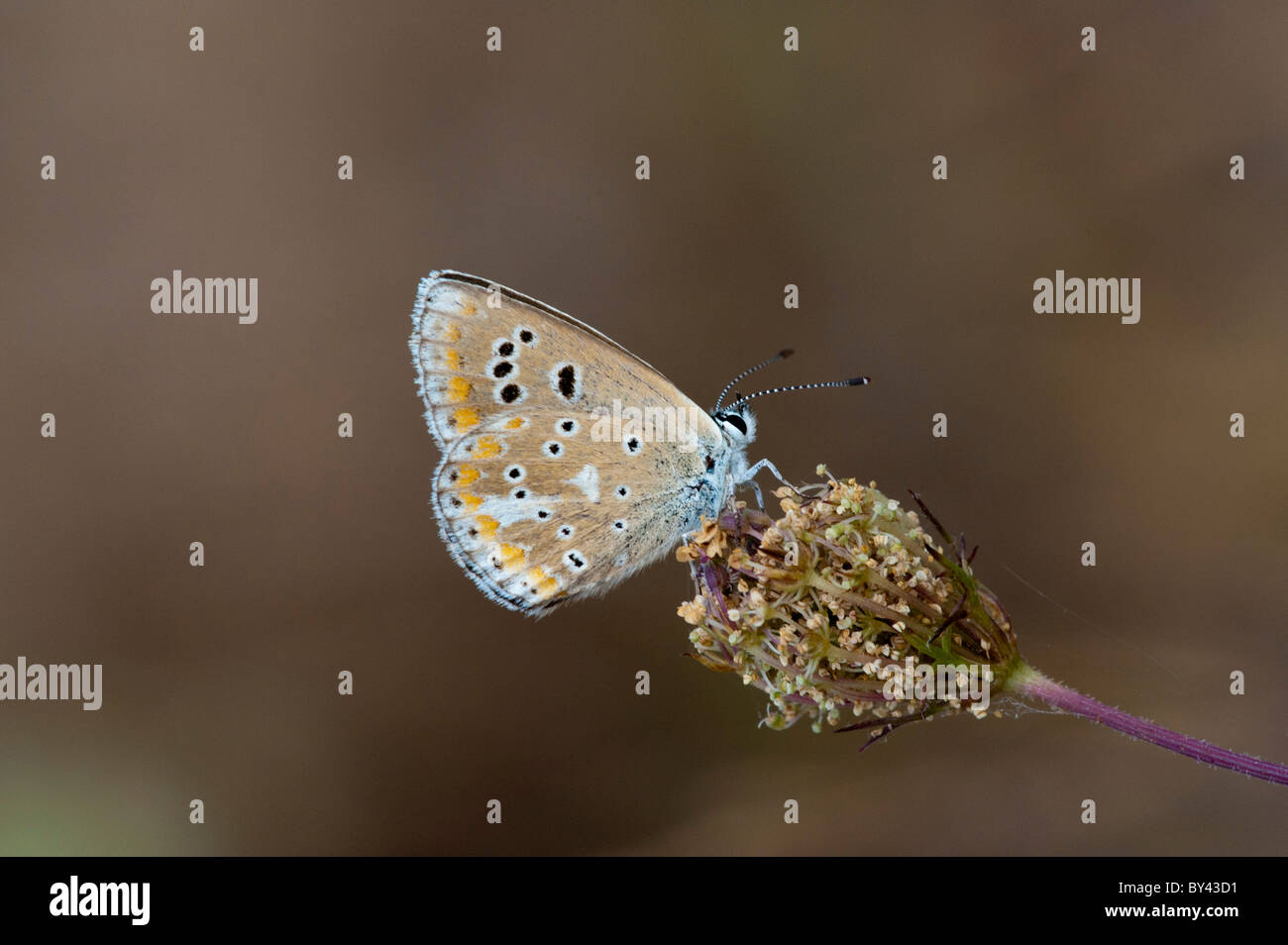 Turquoise blue butterfly hi-res stock photography and images - Alamy