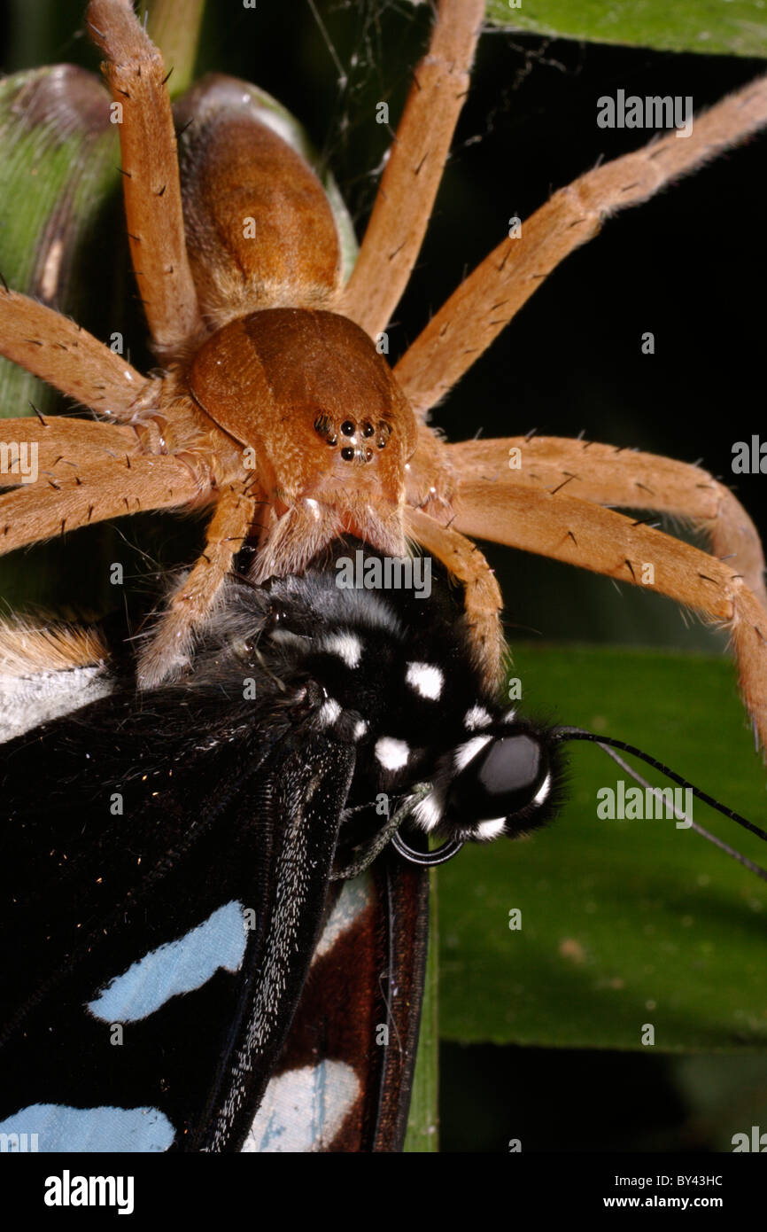 Butterfly and spider hi-res stock photography and images - Alamy