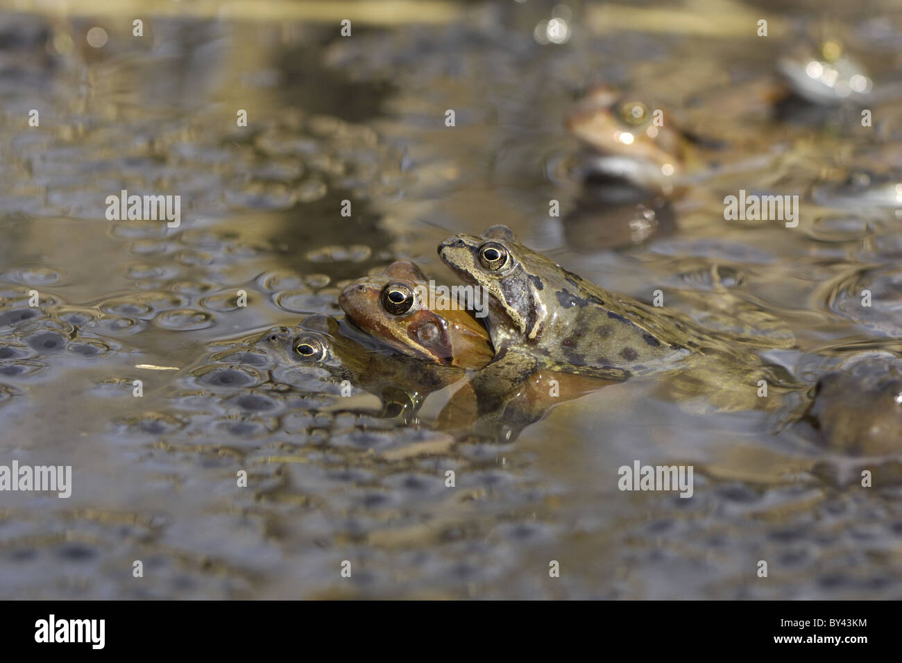 Common frog (Rana temporaria) pair mating at the surface of the water ...