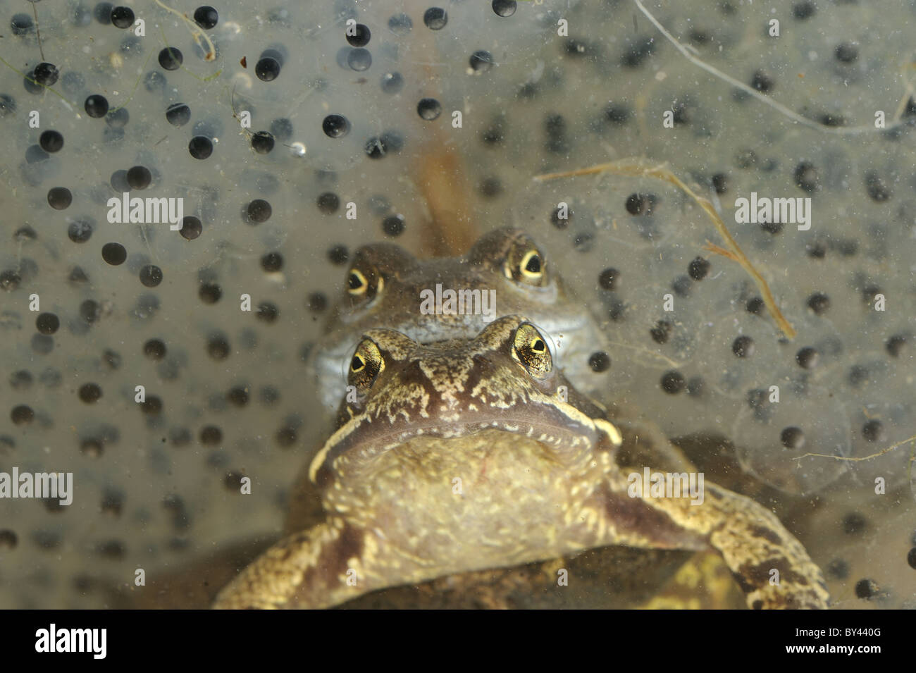 Common frog (Rana temporaria) pair mating under water amongst clusters ...