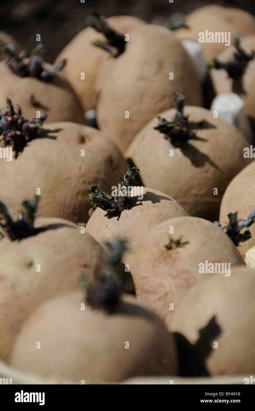 Chitted seed potatoes in egg box ready for planting, Reading, Berkshire ...