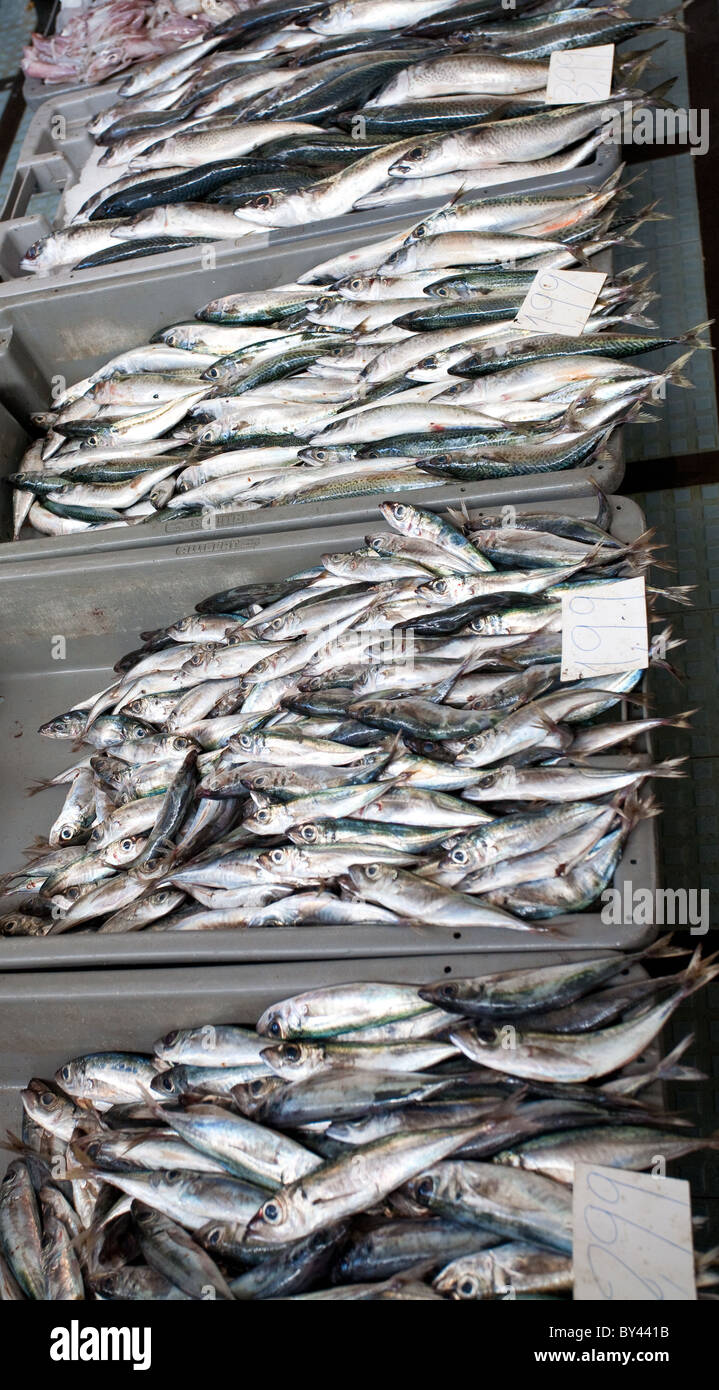 Fresh caught fish for sale. Funchal. Madeira fish market Stock Photo ...