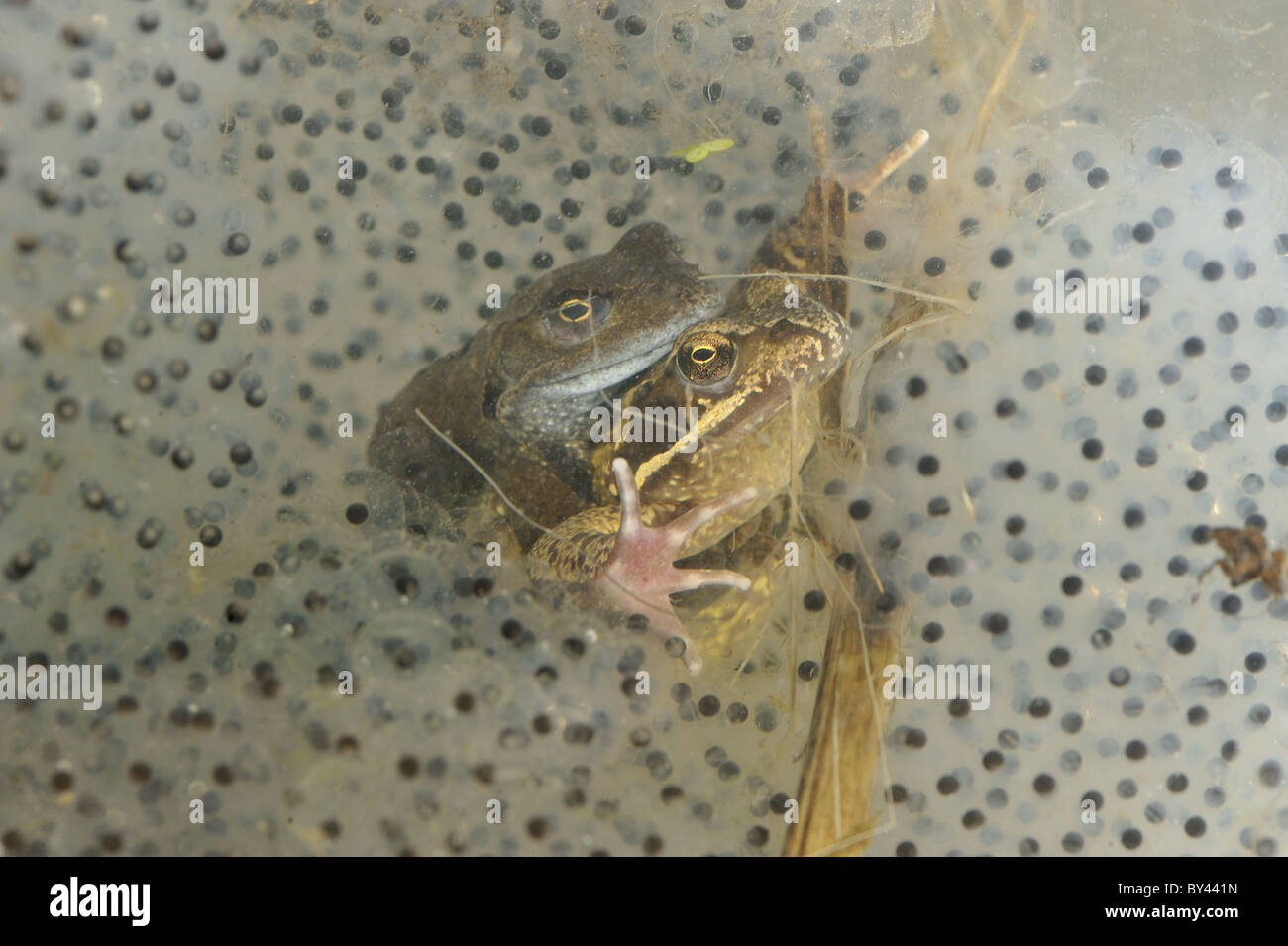 Common frog (Rana temporaria) pair mating under water amongst clusters ...